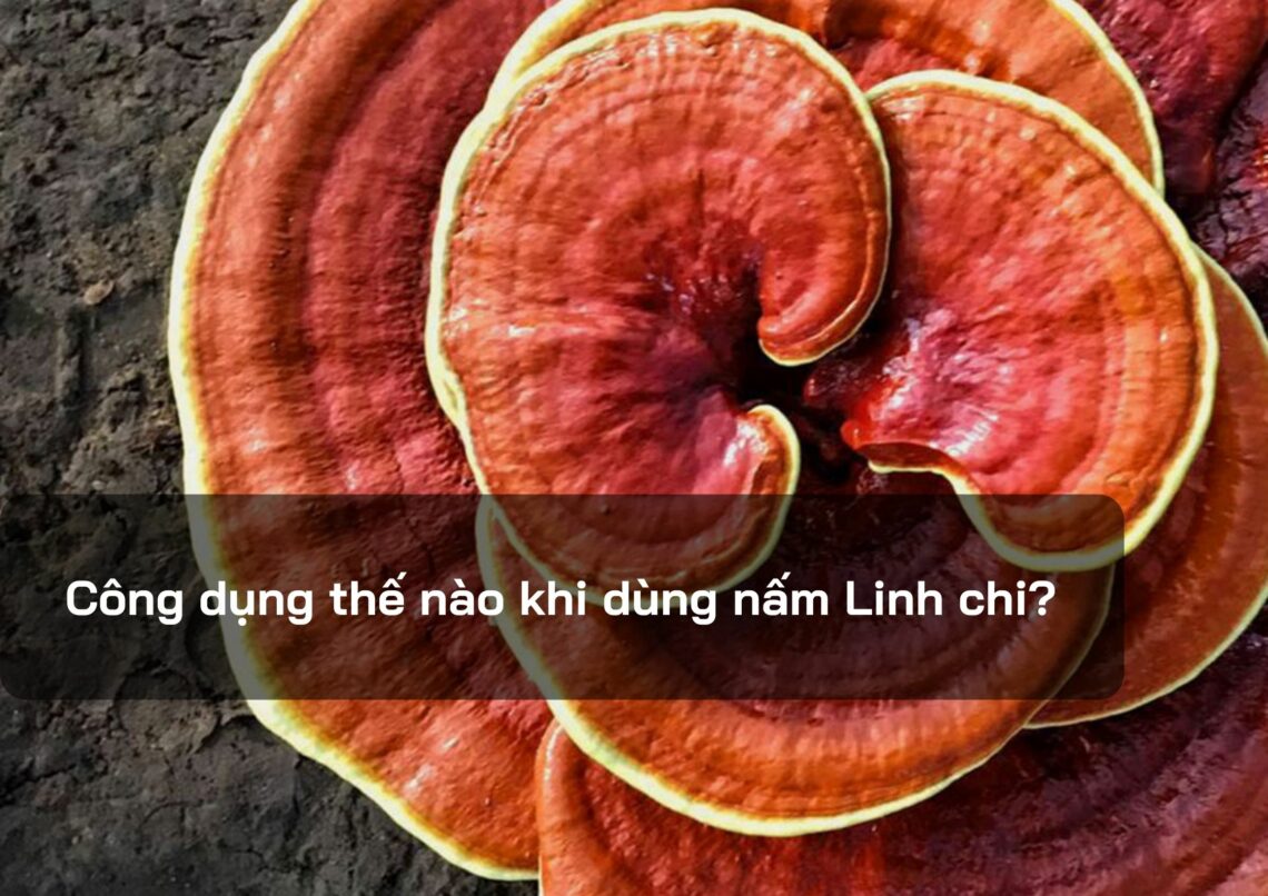 Công dụng thế nào khi dùng nấm Linh Chi? - AKIO JSC