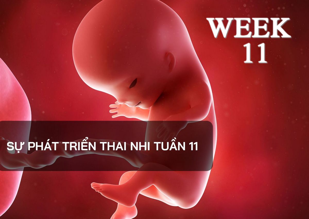 Sự phát triển thai nhi tuần 11 - AKIO JSC